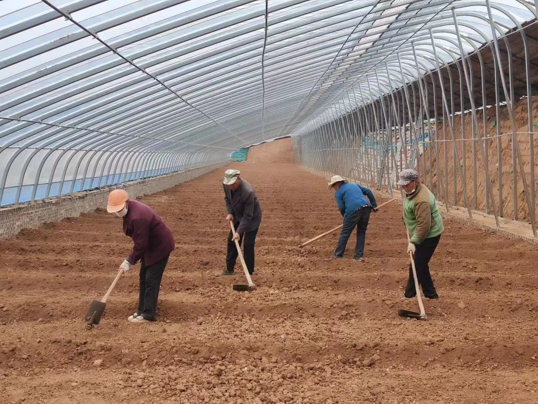 马村镇：温室大棚春耕忙 不负农时好春光-山西省建设快讯-建设招标网